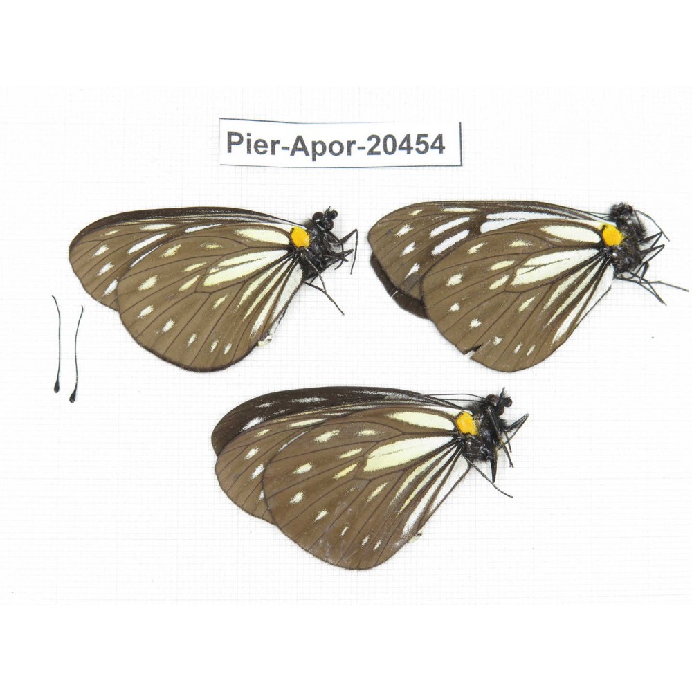 Pier-Apor-20454